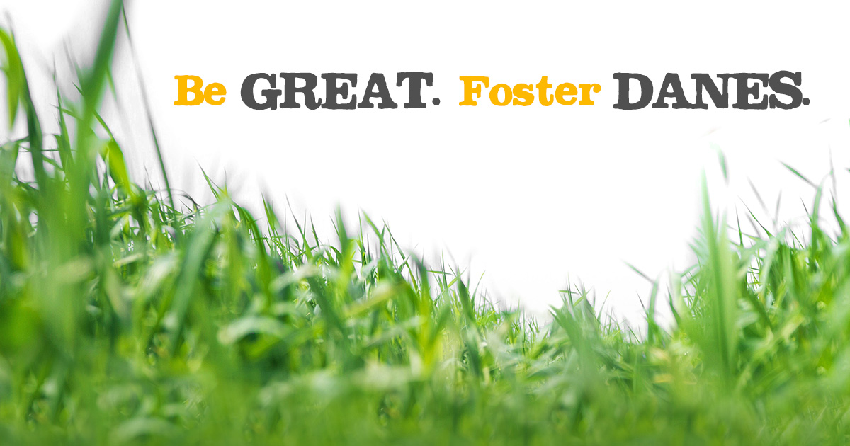 Foster Great Danes | Great Dane Friends NC SC Rescue Adoption